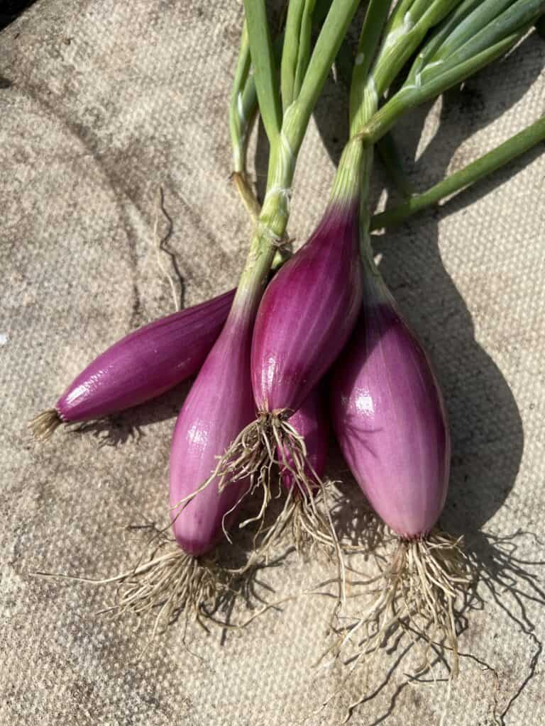 Onion ‘Long Red Florence’ – Heritage Vegetable Seeds