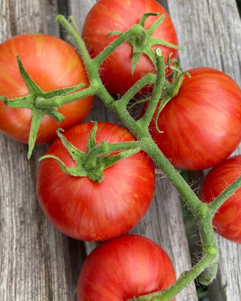 Tomato ‘Tigerella’ – Heritage Tomato Seeds